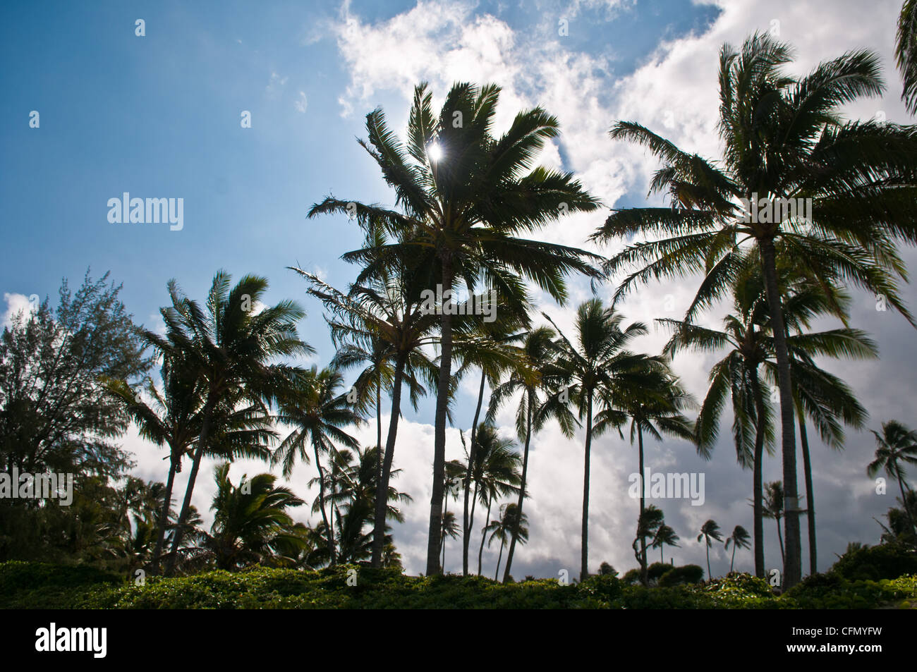Coconut Palm Trees, Kailua, Oahu, Hawaii Stock Photo - Alamy