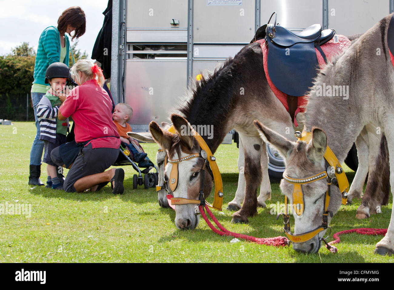 Donkeys at charity fete Stock Photo - Alamy