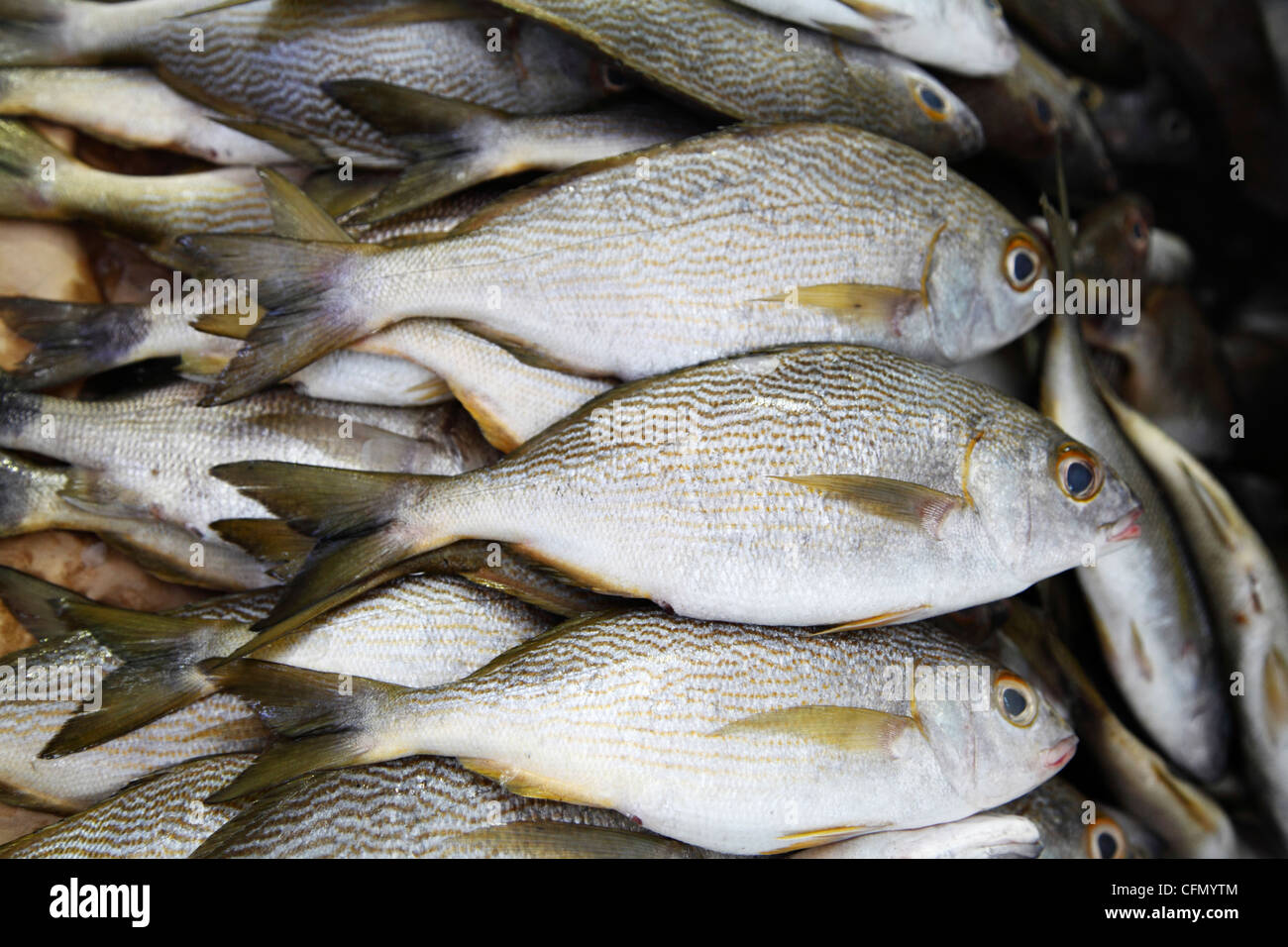 Panama City Seafood High Resolution Stock Photography and Images - Alamy