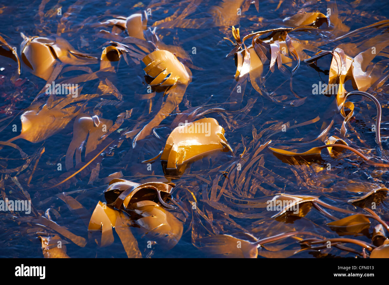 Seaweed in the sea Stock Photo - Alamy