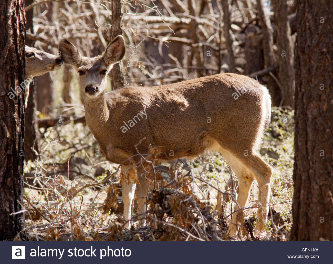 Mule Deer Arizona High Resolution Stock Photography and Images - Alamy