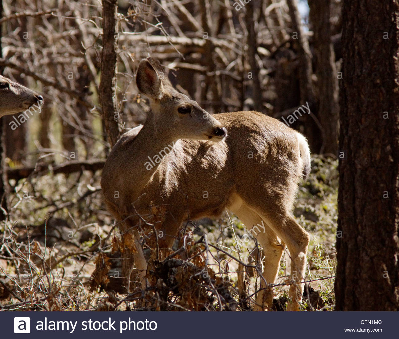 Mule Deer Arizona High Resolution Stock Photography and Images - Alamy