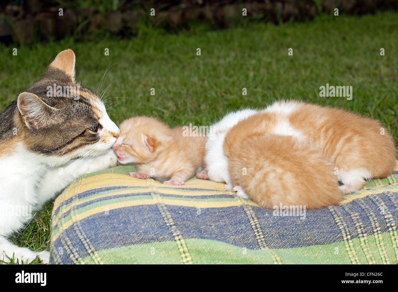 Beautiful pets, young cute cats Stock Photo - Alamy