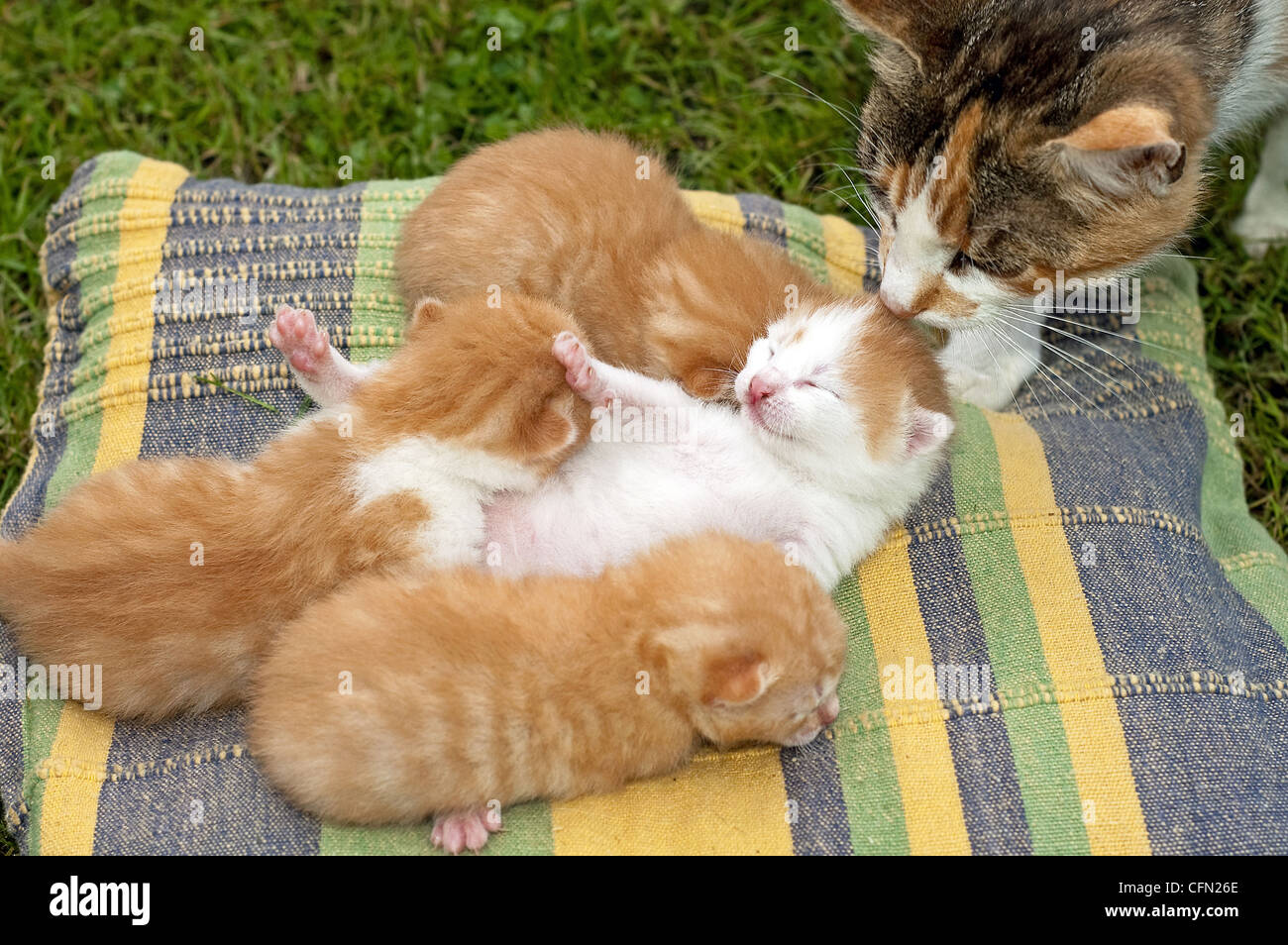 Beautiful pets, young cute cats Stock Photo - Alamy