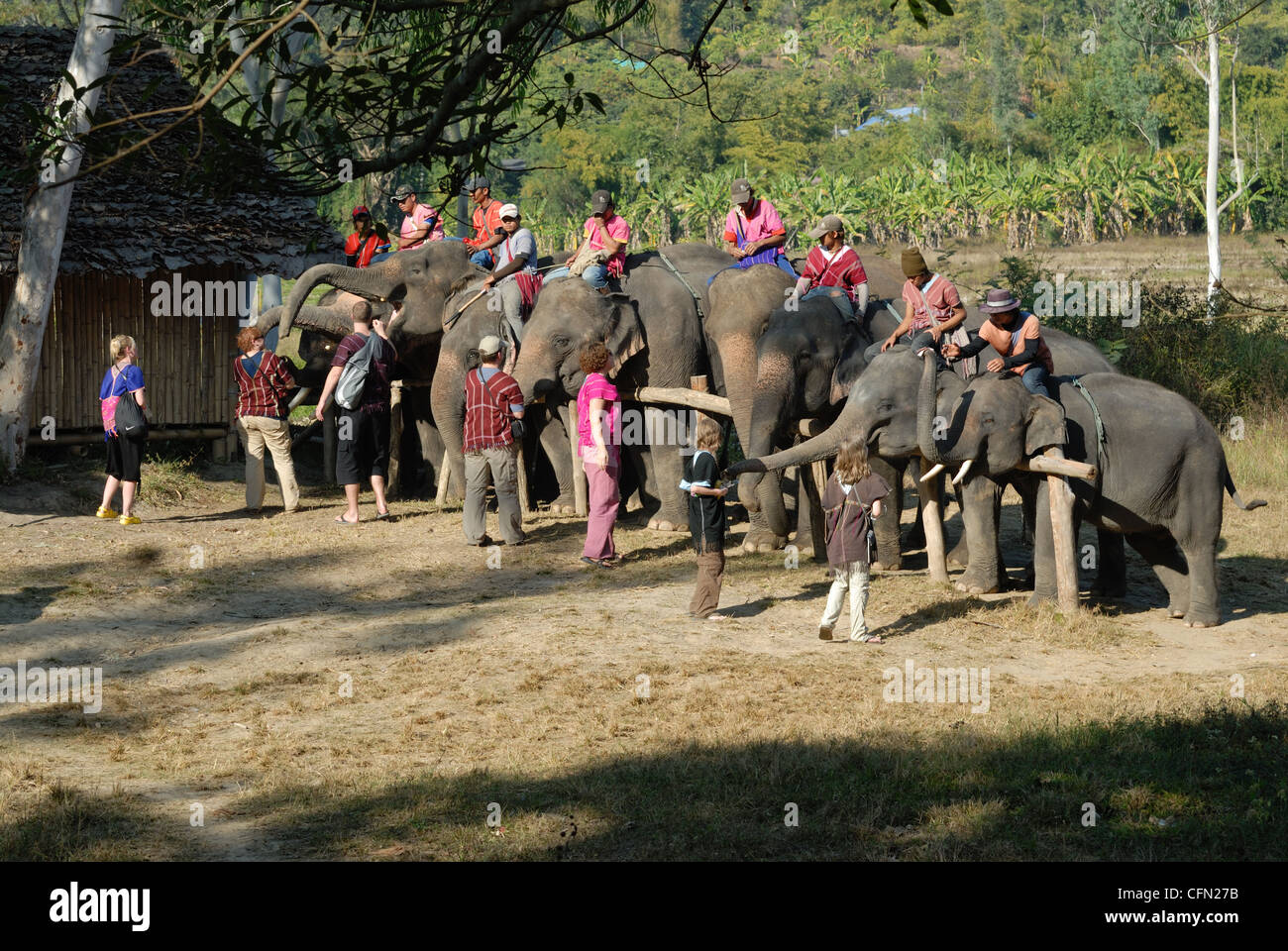 Elephants Chiang Mai High Resolution Stock Photography and Images - Alamy