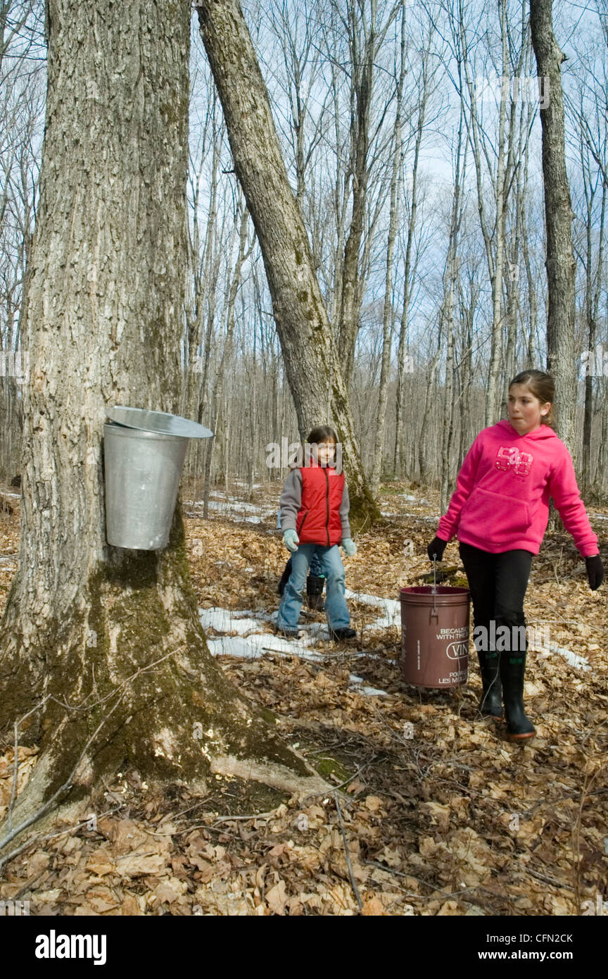 Girls Collecting Maple Sap, Northern Ontario Stock Photo - Alamy