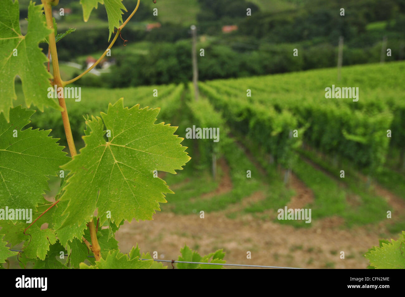 Vineyard vine leaves hi-res stock photography and images - Alamy