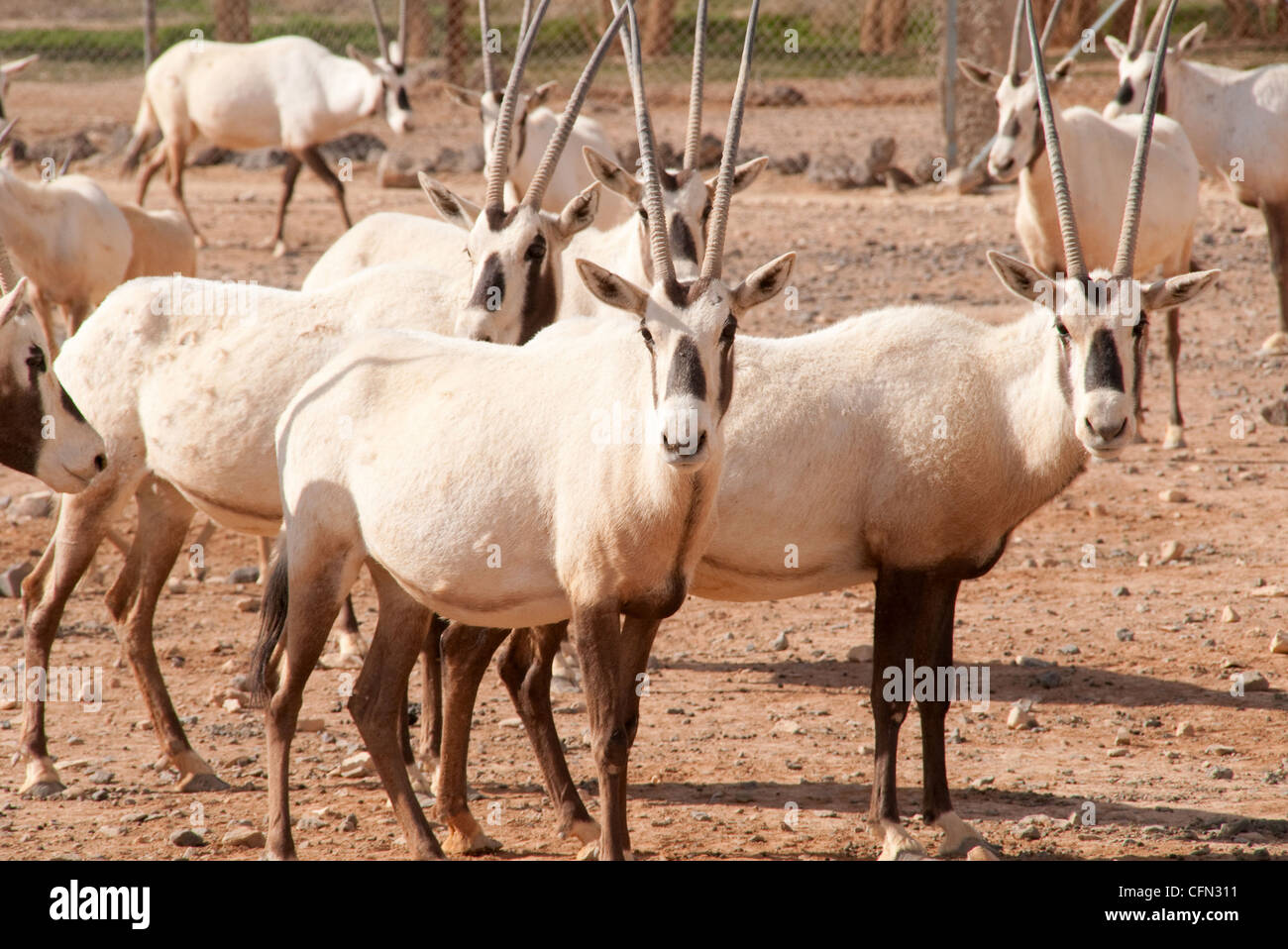 Animals of the middle east hi-res stock photography and images - Alamy