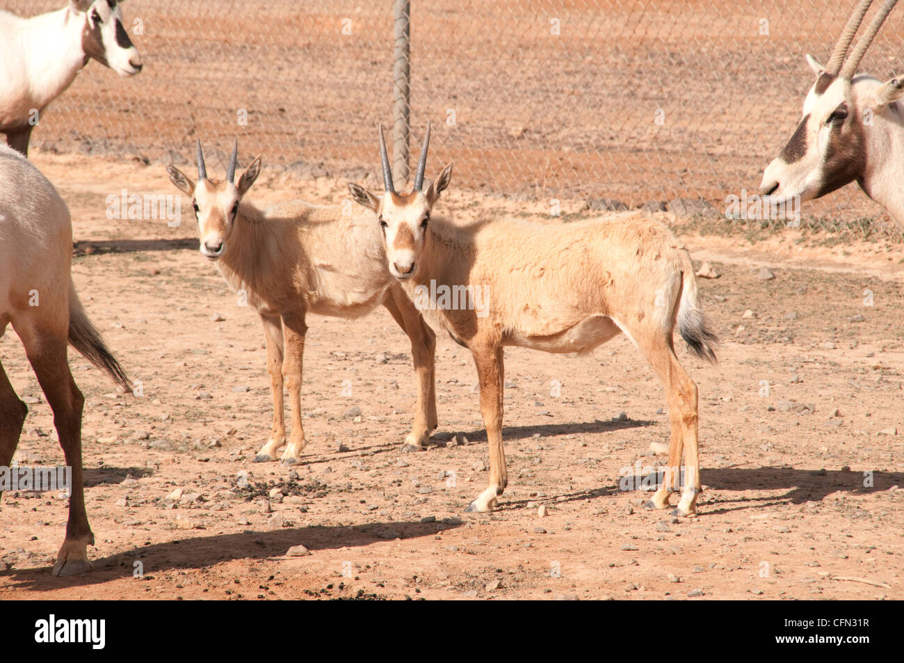 Animals of the middle east hi-res stock photography and images - Alamy