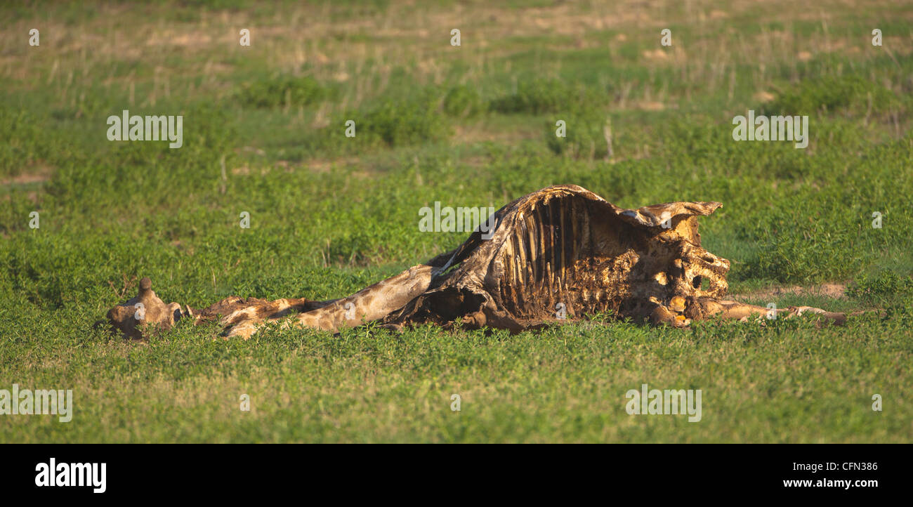 Semi carcass hi-res stock photography and images - Alamy