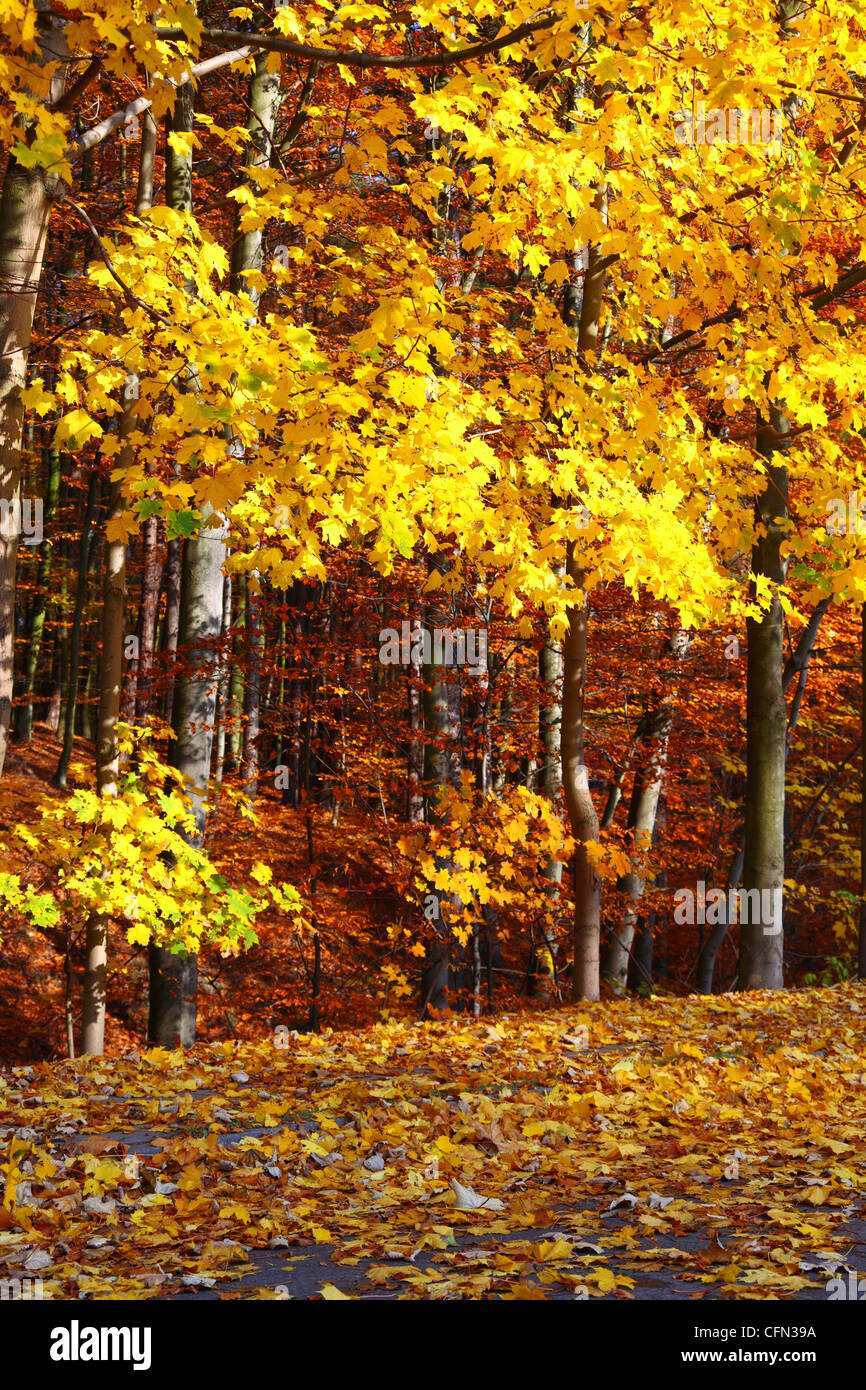 Fall in Park beautiful autumn yellow wood tree Stock Photo - Alamy