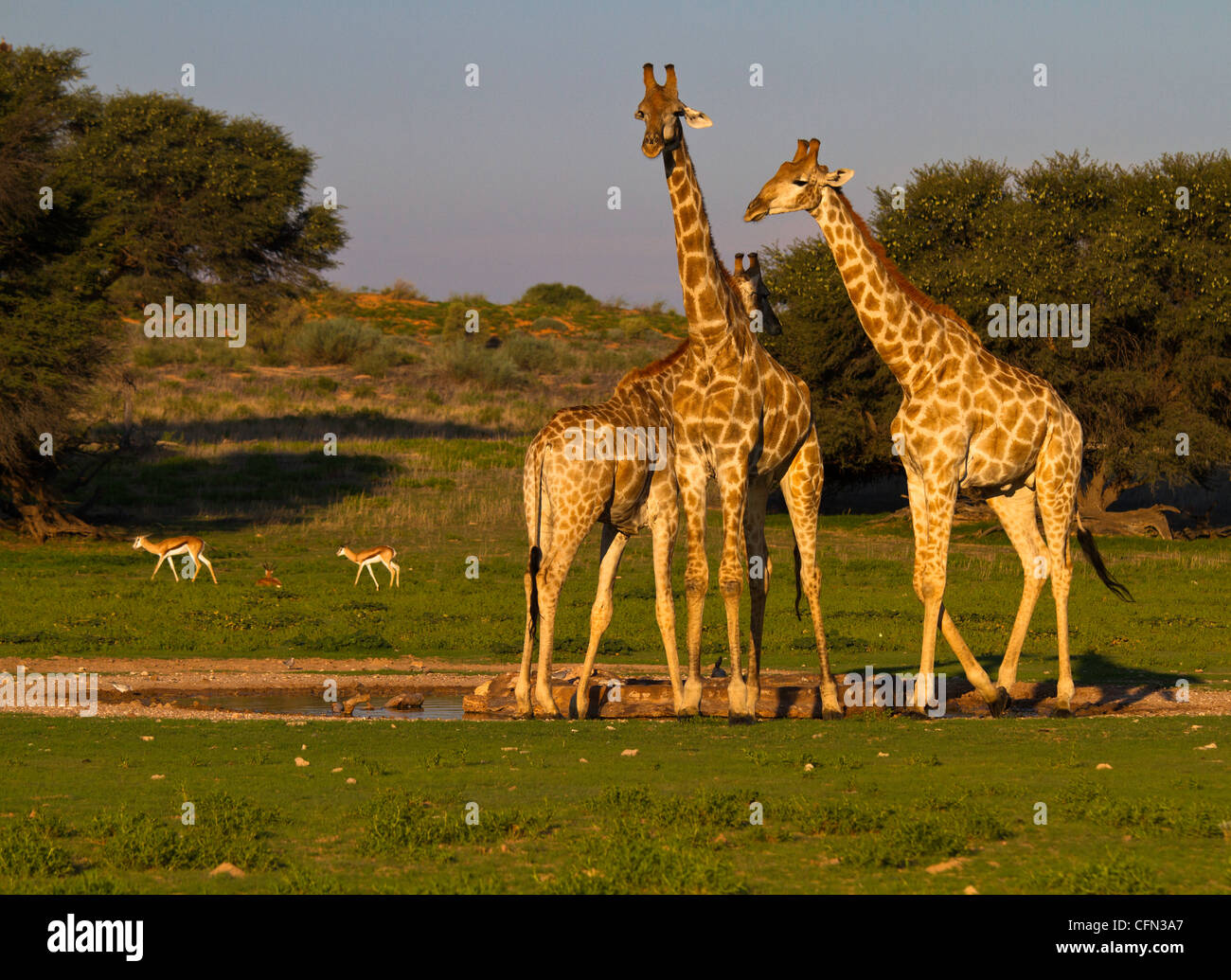 giraffes at waterhole Stock Photo - Alamy