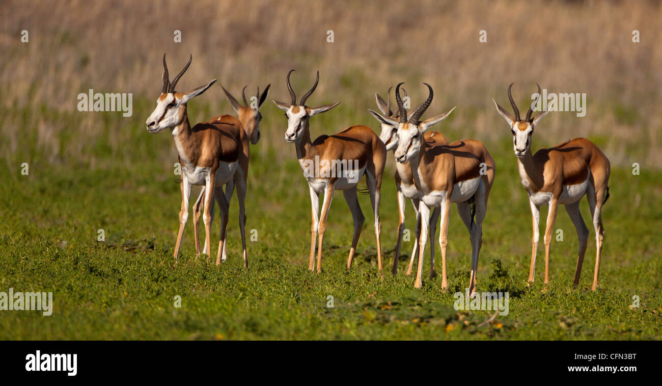 Springbok group hi-res stock photography and images - Alamy
