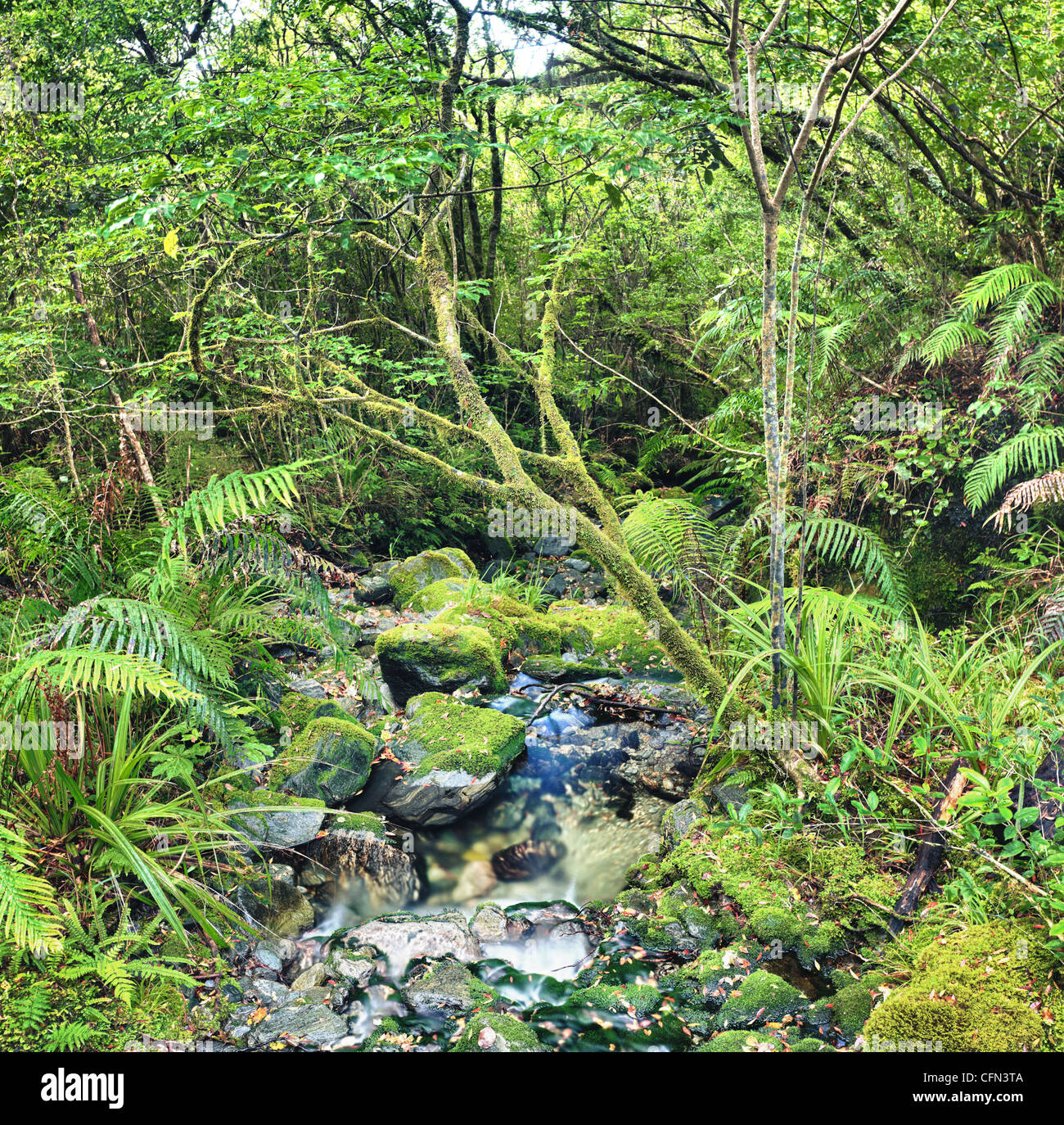 The New Zealand native bush Stock Photo - Alamy