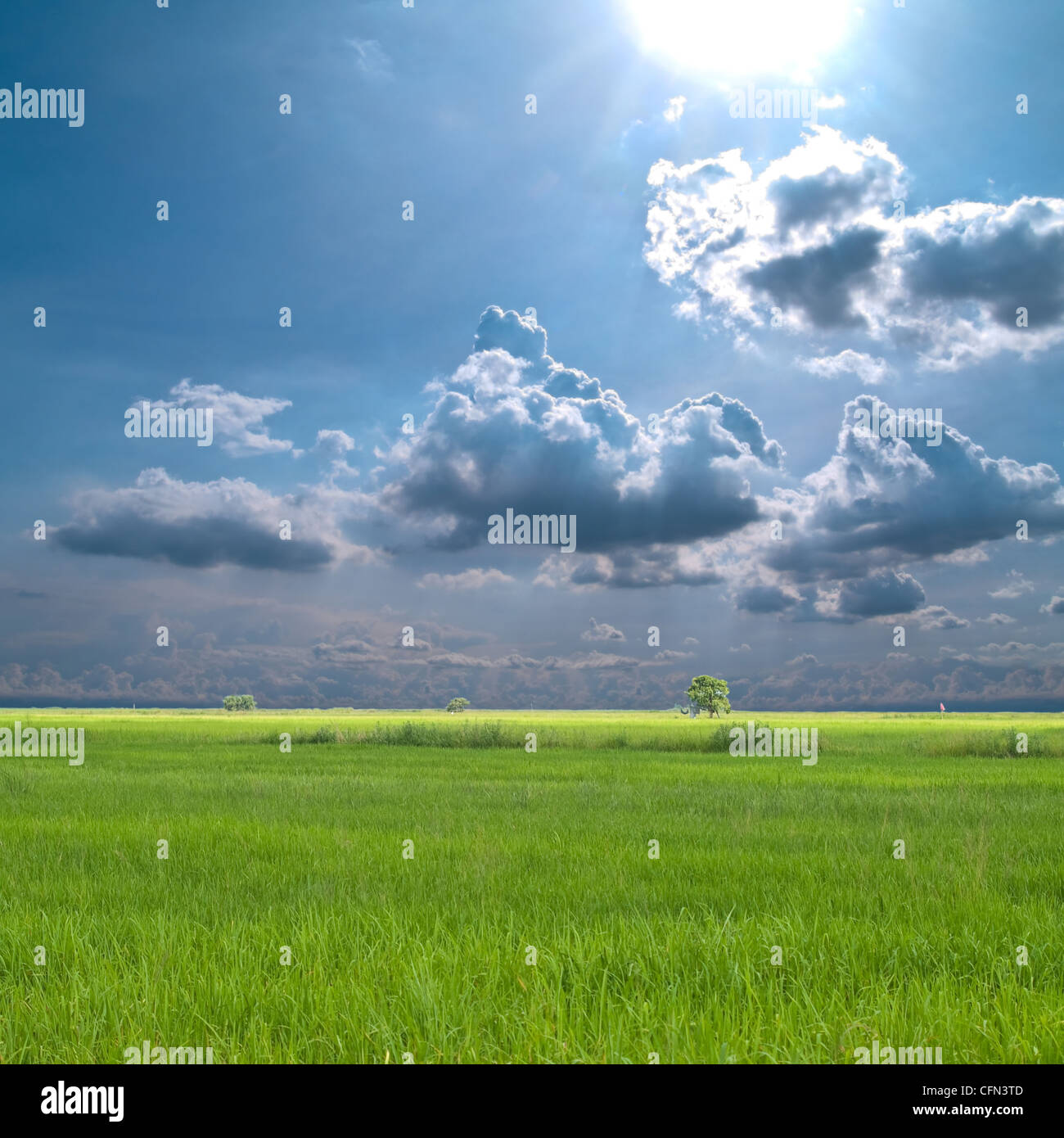 Rice field with sunlight Stock Photo - Alamy