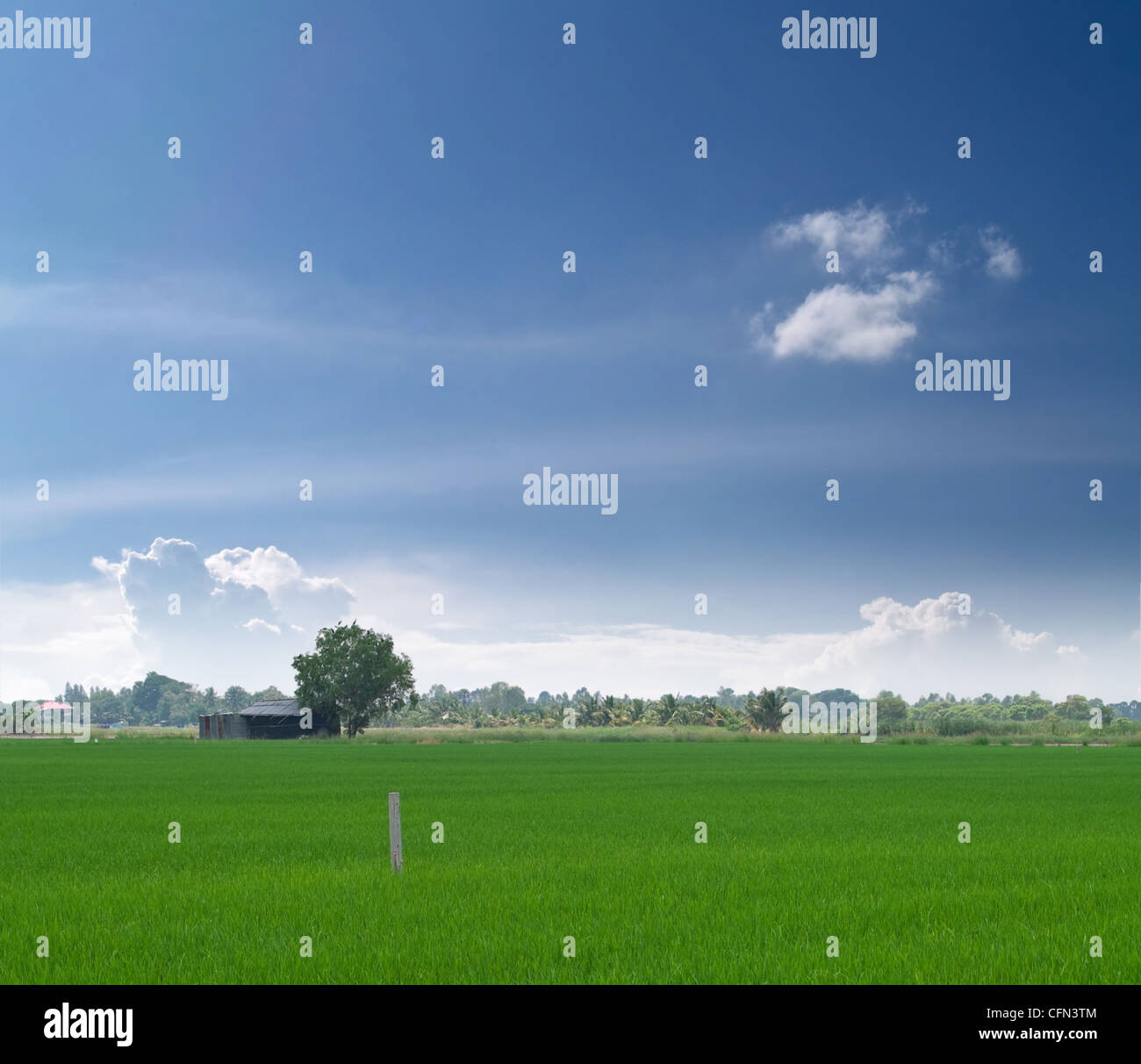 Greenish paddy field hi-res stock photography and images - Alamy