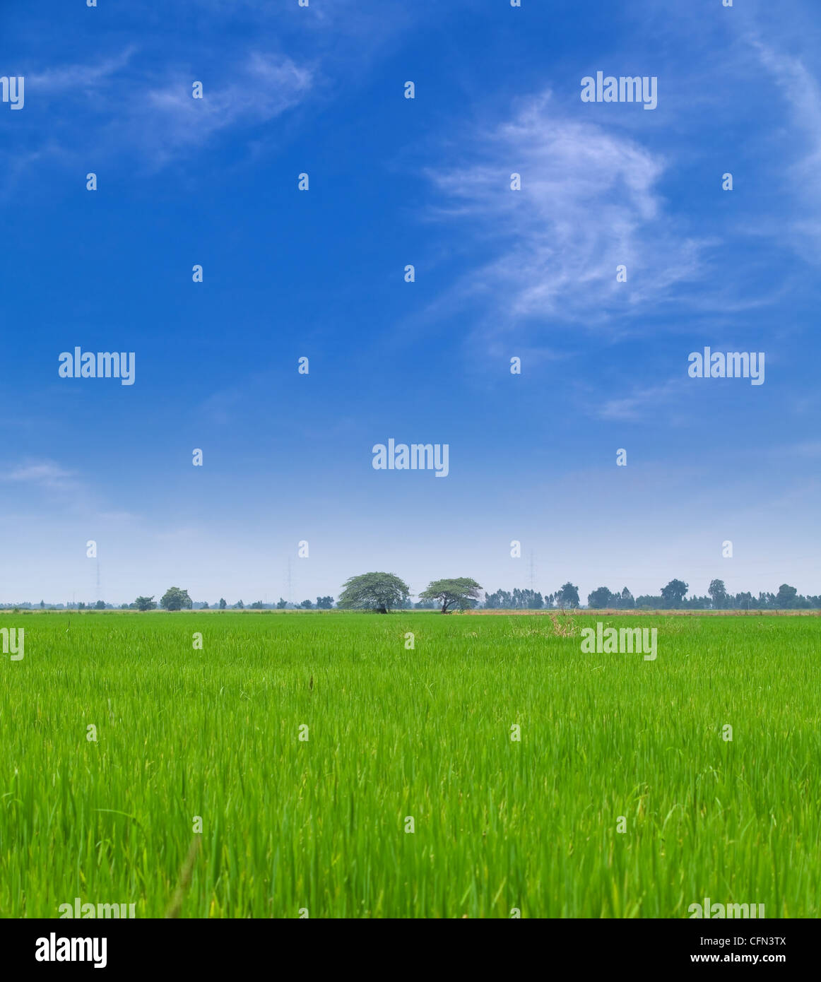 Greenish paddy field hi-res stock photography and images - Alamy