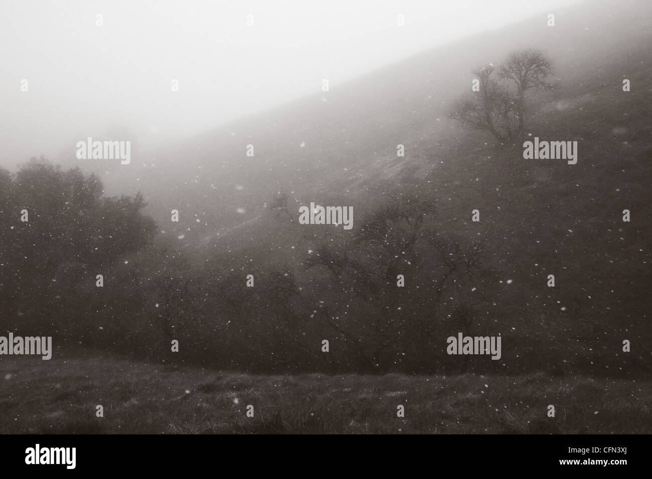 Hillside and oak trees of Russian Ridge, California, in a rare snow ...