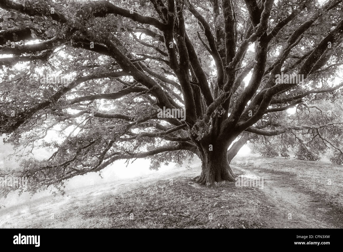 Giant old oak tree on a hill hi-res stock photography and images - Alamy