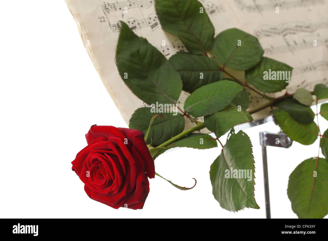 red rose and old note notes love music white background Stock Photo - Alamy