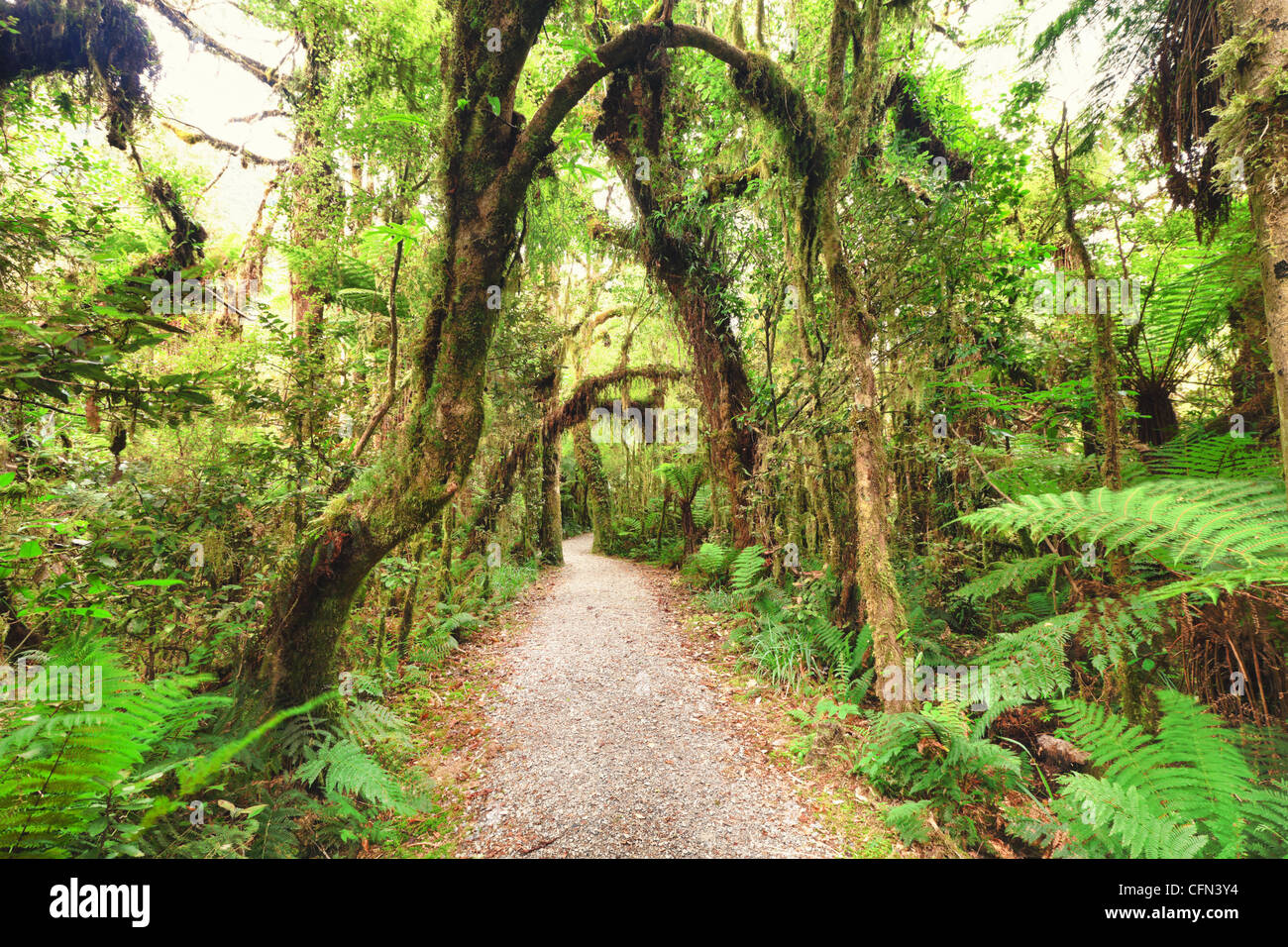 Native bush of New Zealand Stock Photo - Alamy