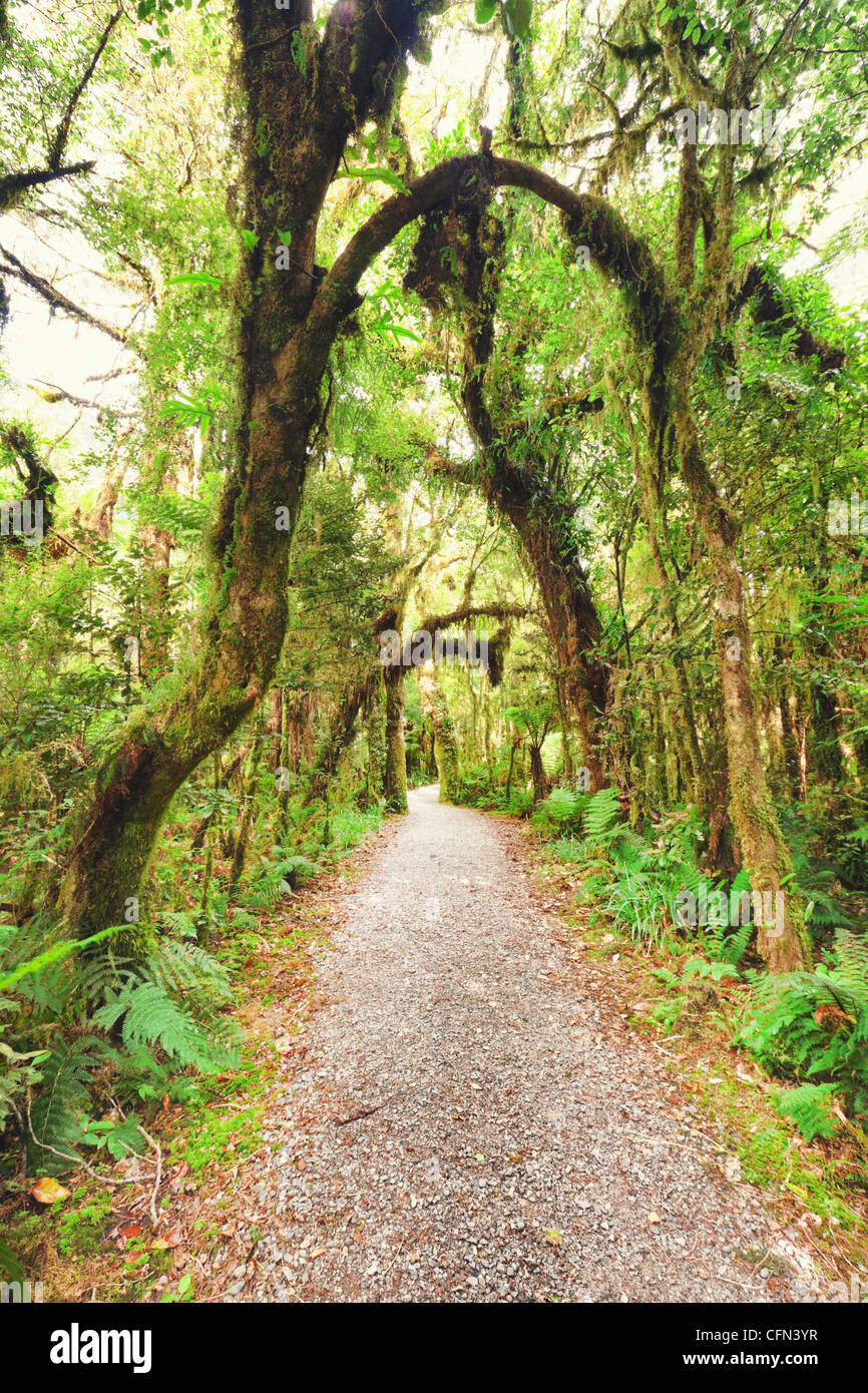 Native bush of New Zealand Stock Photo - Alamy