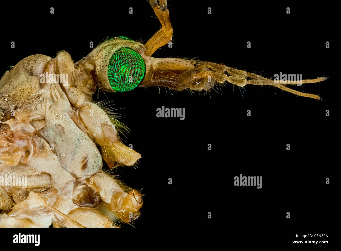 Extreme macro insect Stock Photo - Alamy