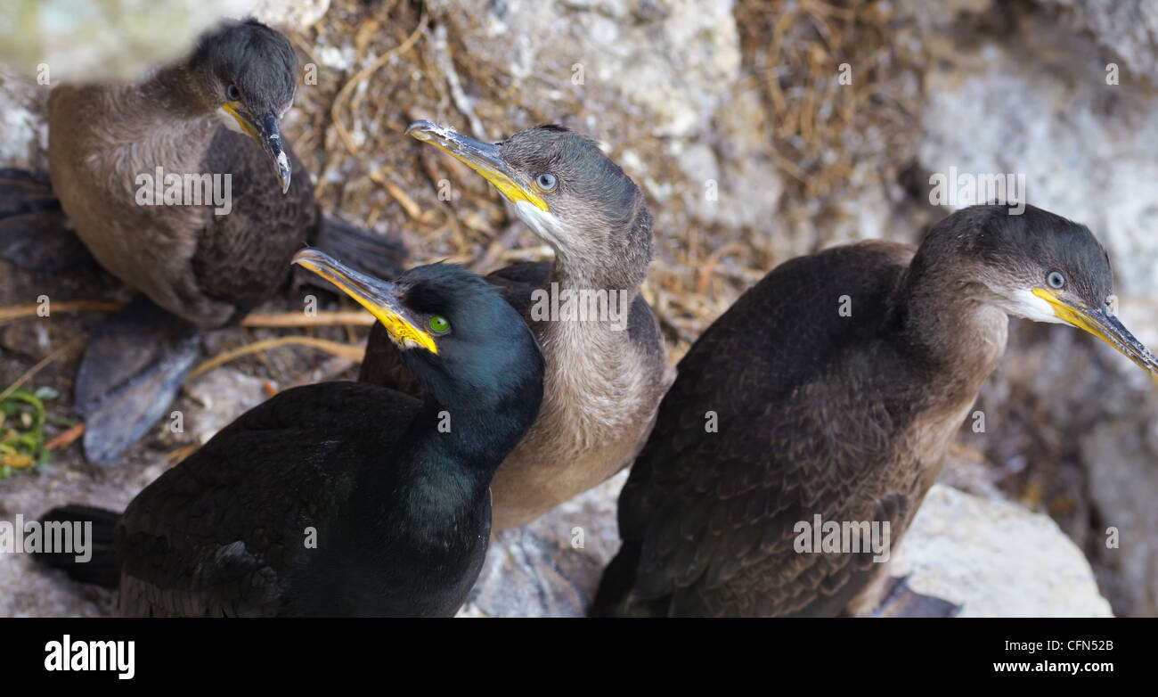 Shag bird hi-res stock photography and images - Alamy