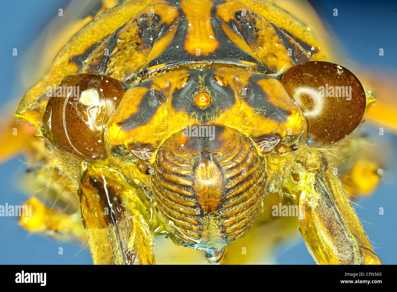 Extreme macro insect Stock Photo - Alamy