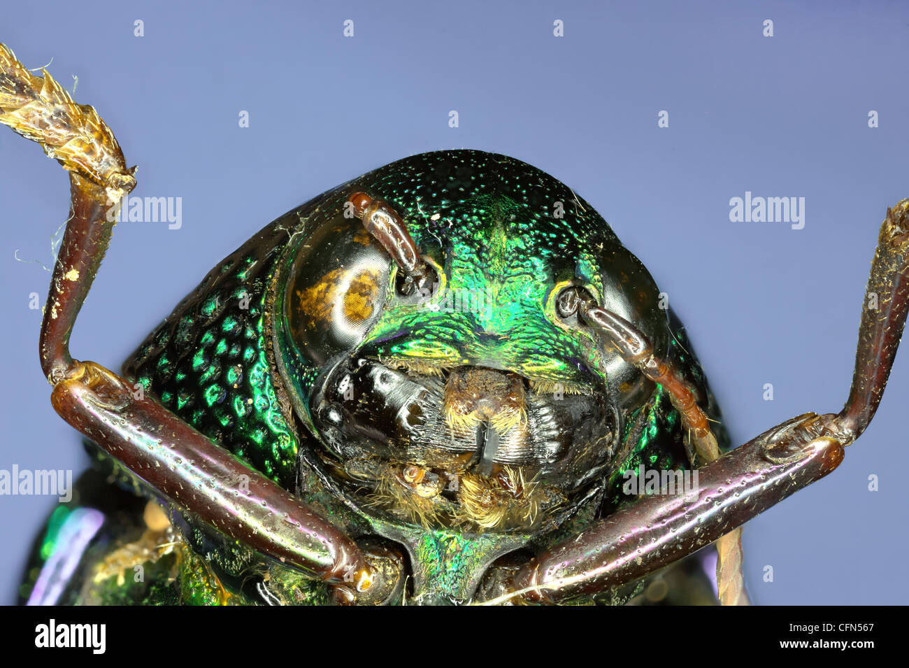 Extreme macro insect Stock Photo - Alamy