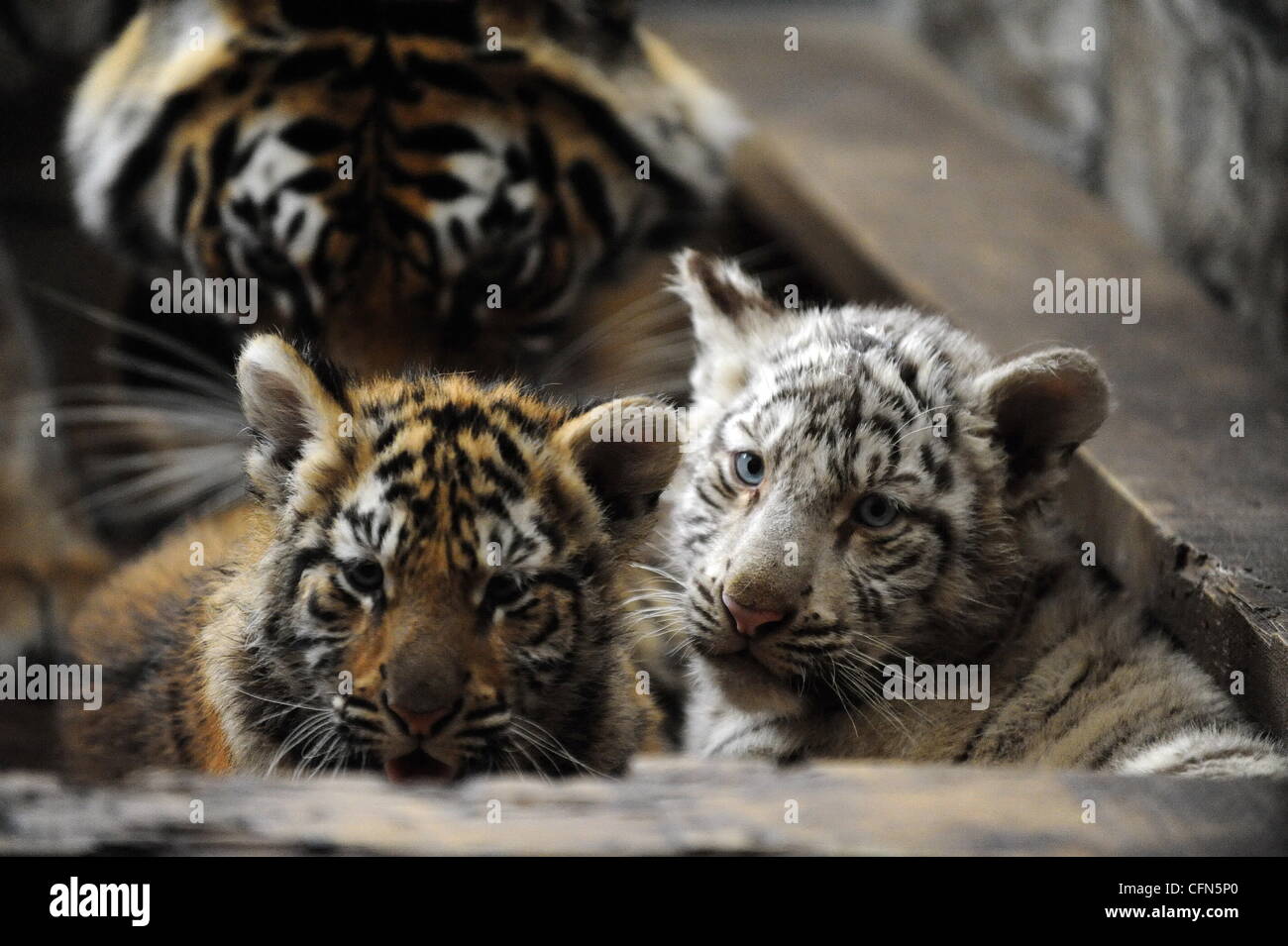 Twin Tigers Reach Their Century Twin Bengal Tiger cubs have reached a ...