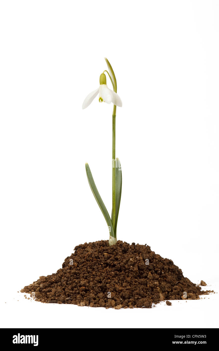 snowdrop first messenger of spring in the soil on white background ...