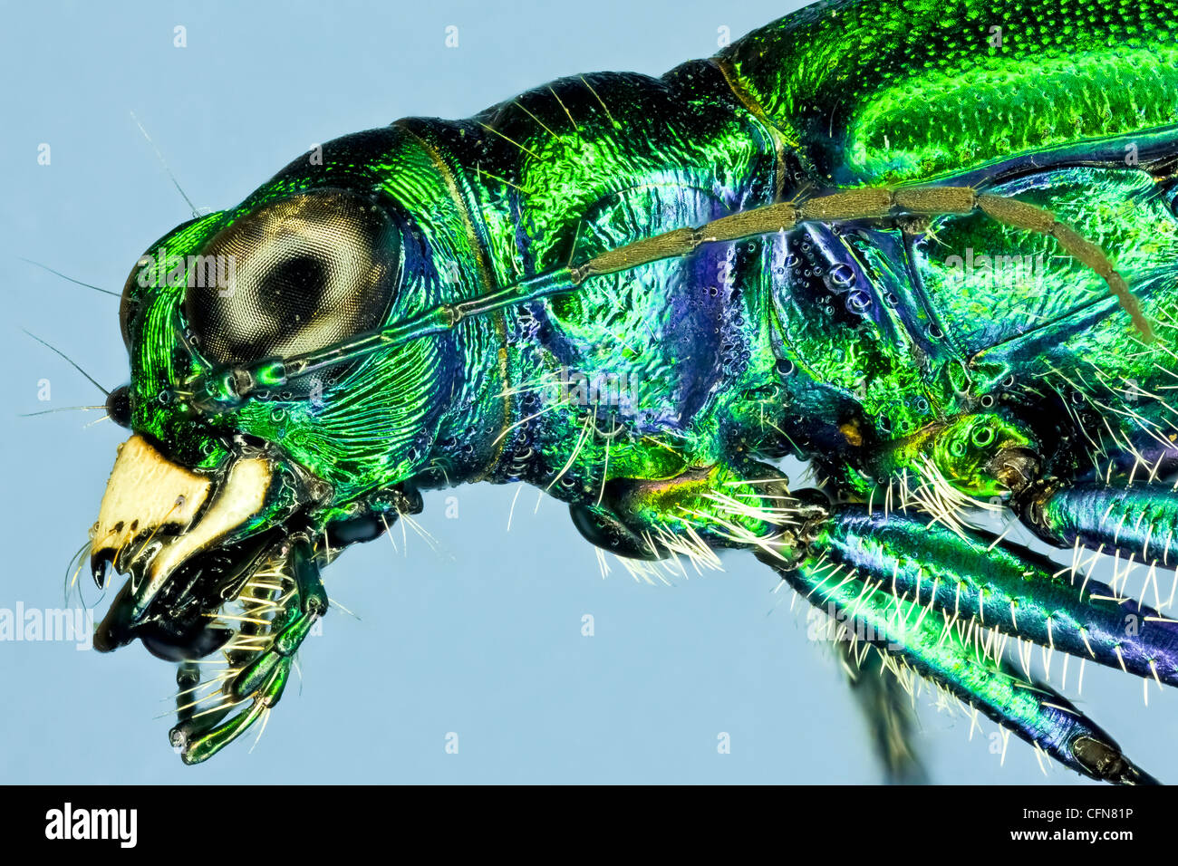 Extreme macro insect Stock Photo - Alamy