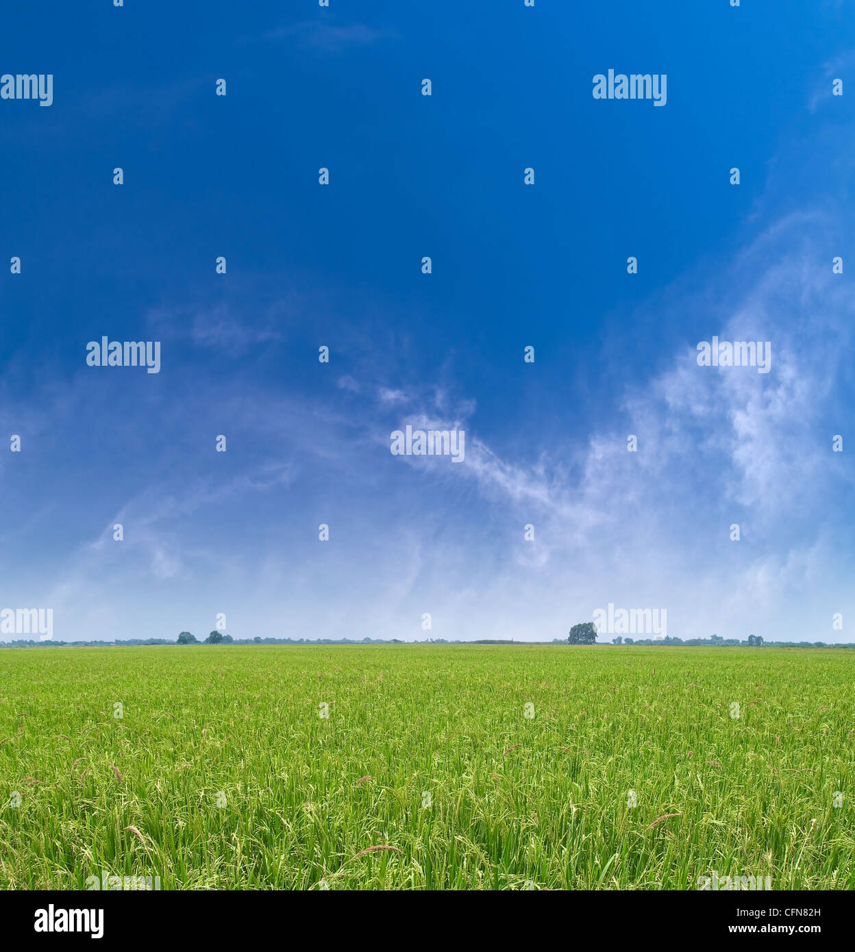 Greenish paddy field hi-res stock photography and images - Alamy