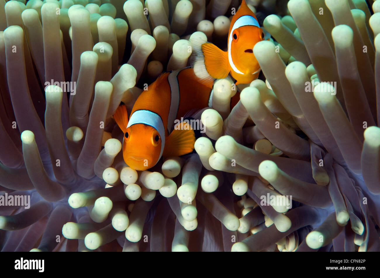 False clown fish Stock Photo - Alamy