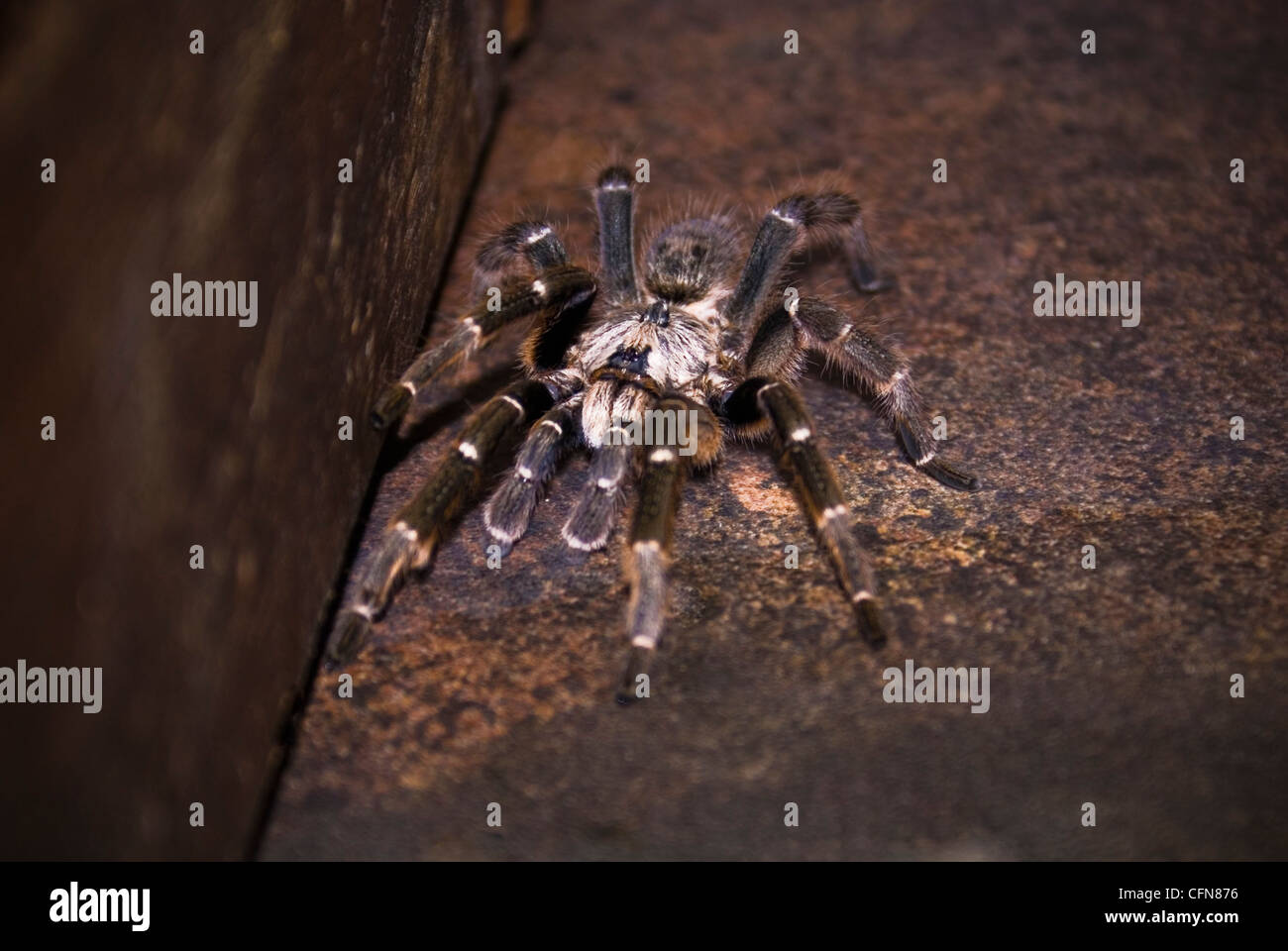 Baboon spider hi-res stock photography and images - Alamy