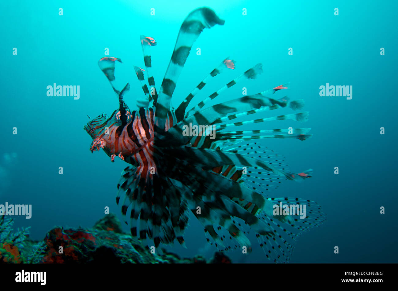 Lionfish diving hi-res stock photography and images - Alamy