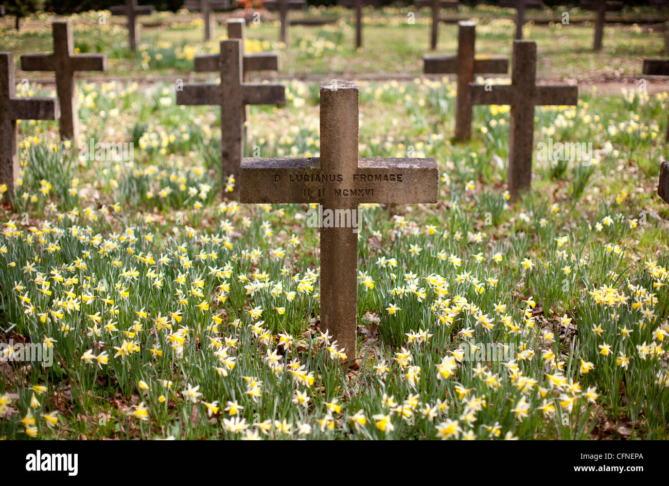 The daffodil covered graveyard at Quarr Abbey near Ryde, Isle of Wight ...