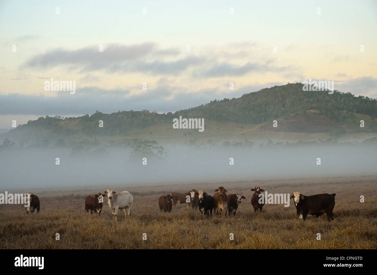 Tableland animals hi-res stock photography and images - Alamy