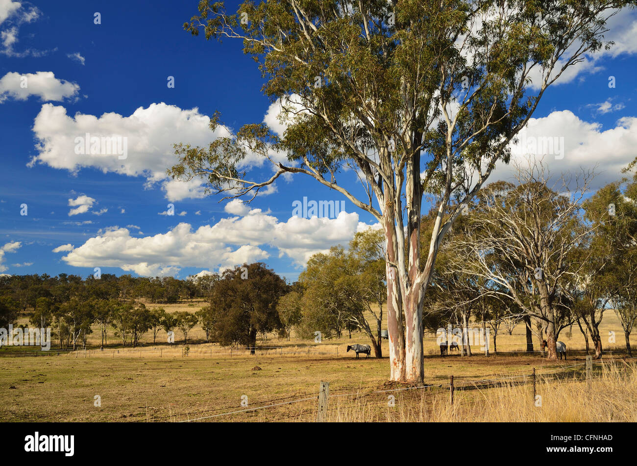 Queensland farm australia hi-res stock photography and images - Alamy