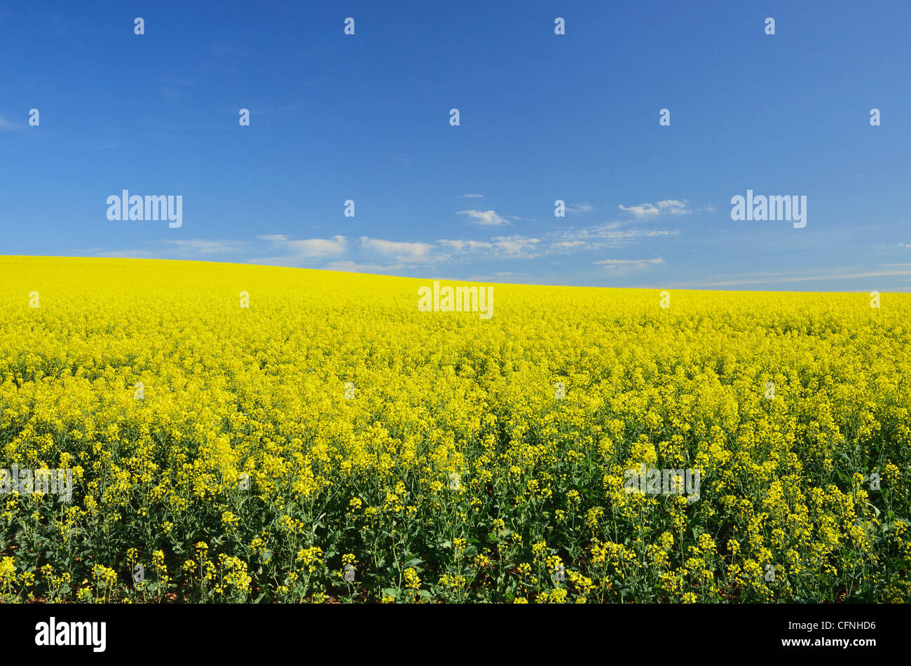 Canola Australia High Resolution Stock Photography and Images - Alamy