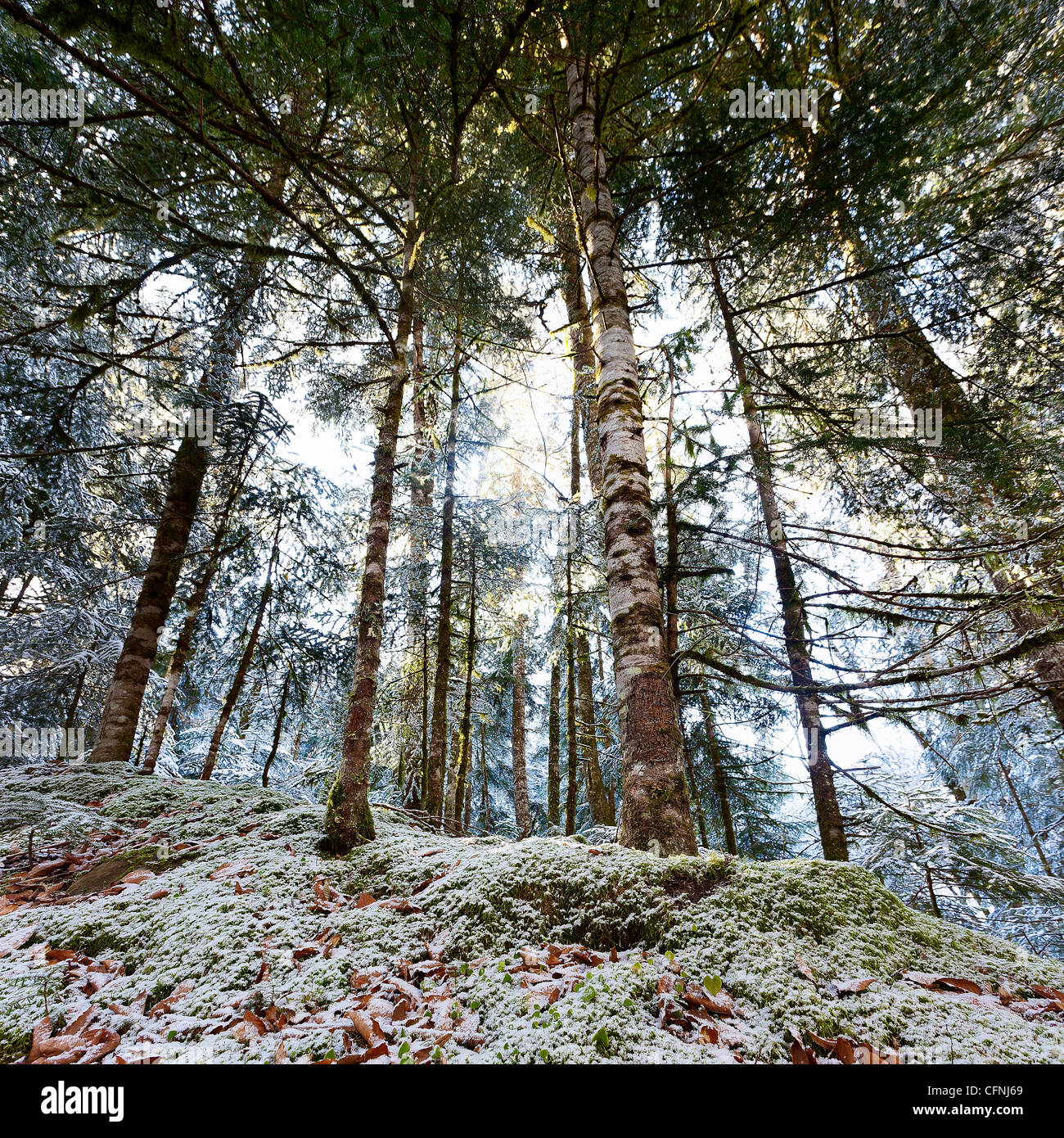 Pure snow hi-res stock photography and images - Alamy