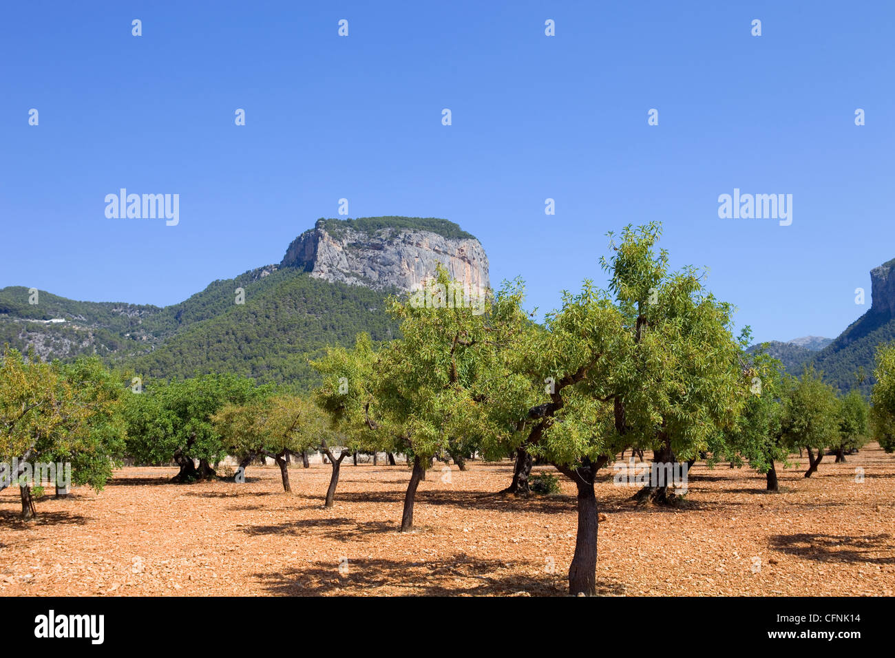 Olive trees from Majorca soil from mediterranean islands of Spain Stock ...