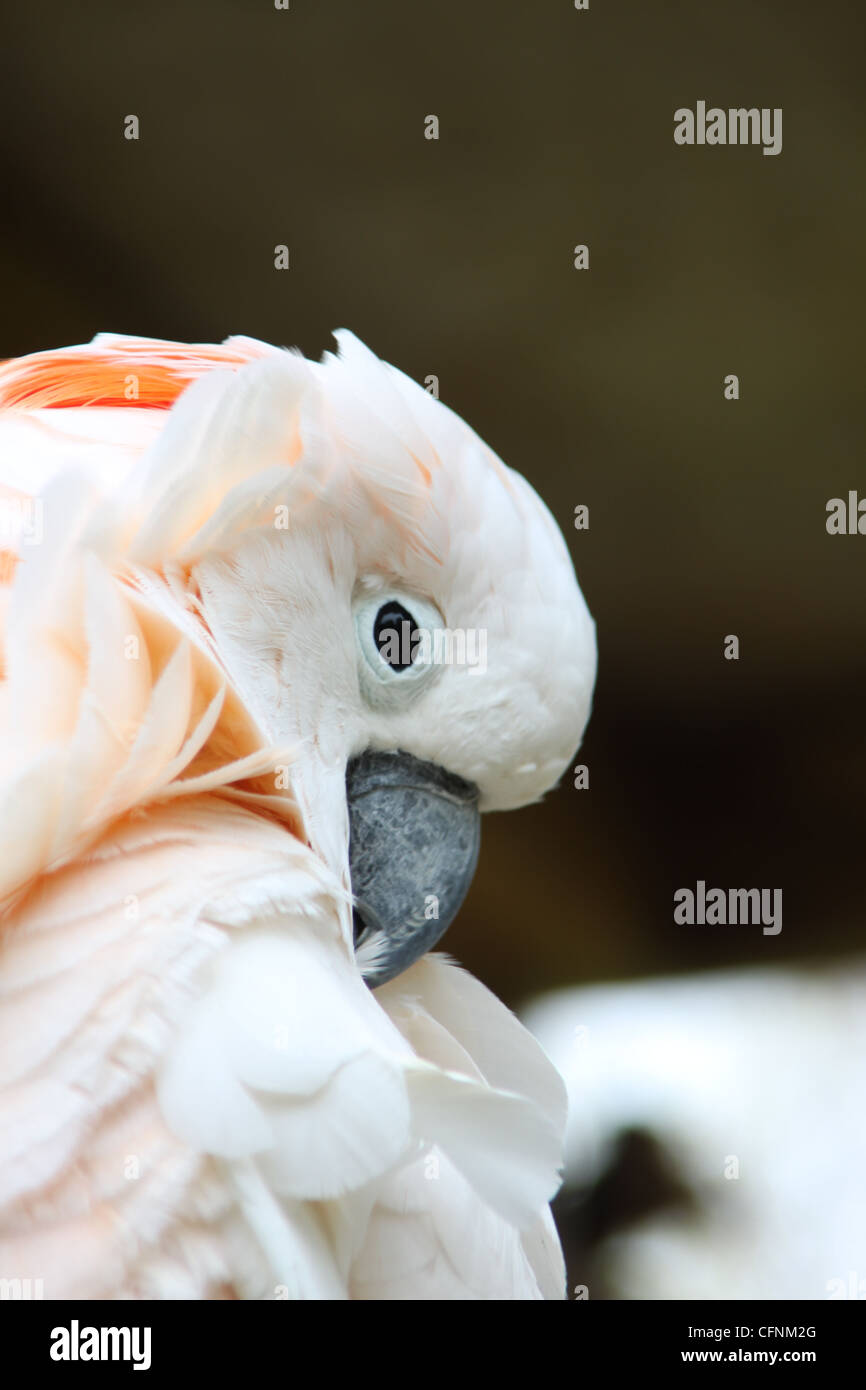 Moluccan Cockatoo High Resolution Stock Photography and Images - Alamy