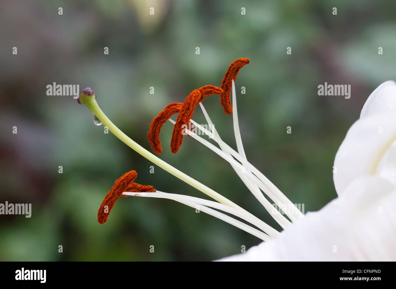 Stamen water lily hi-res stock photography and images - Alamy