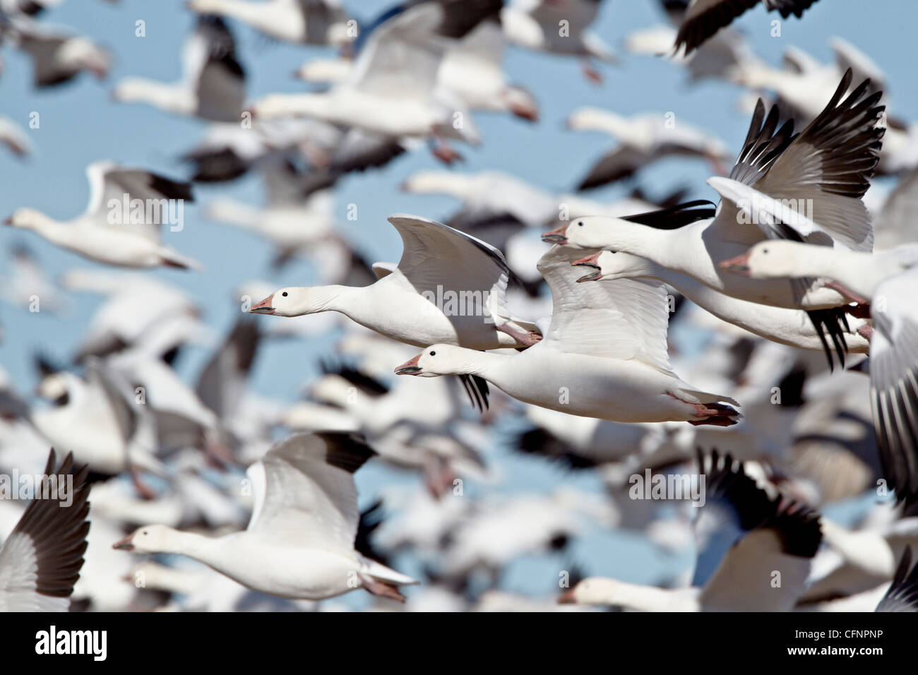 Flock of snow goose (Chen caerulescens), New Mexico, United States of ...