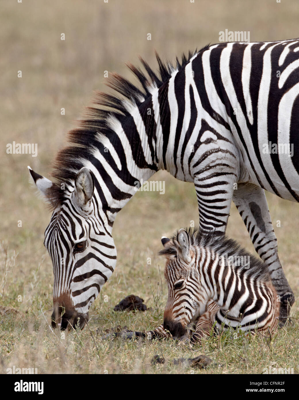 Common zebra (Burchell's zebra) (Equus burchelli) mare and colt ...