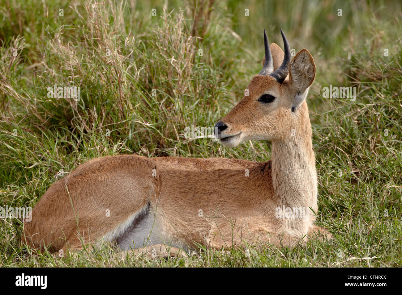 Bohor Reedbuck