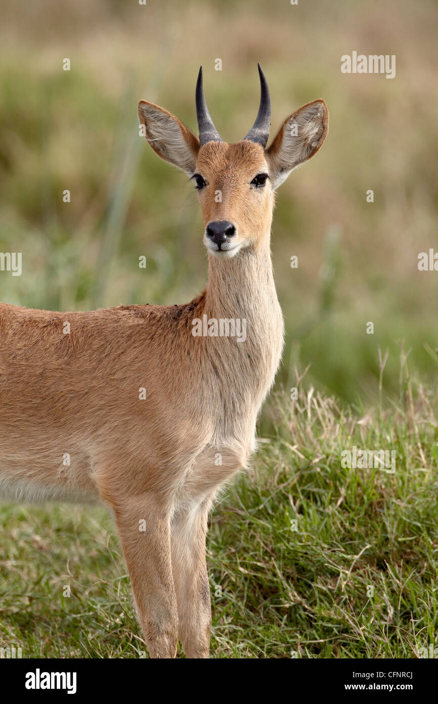 Bohor reedbuck (Redunca redunca) buck, Serengeti National Park ...