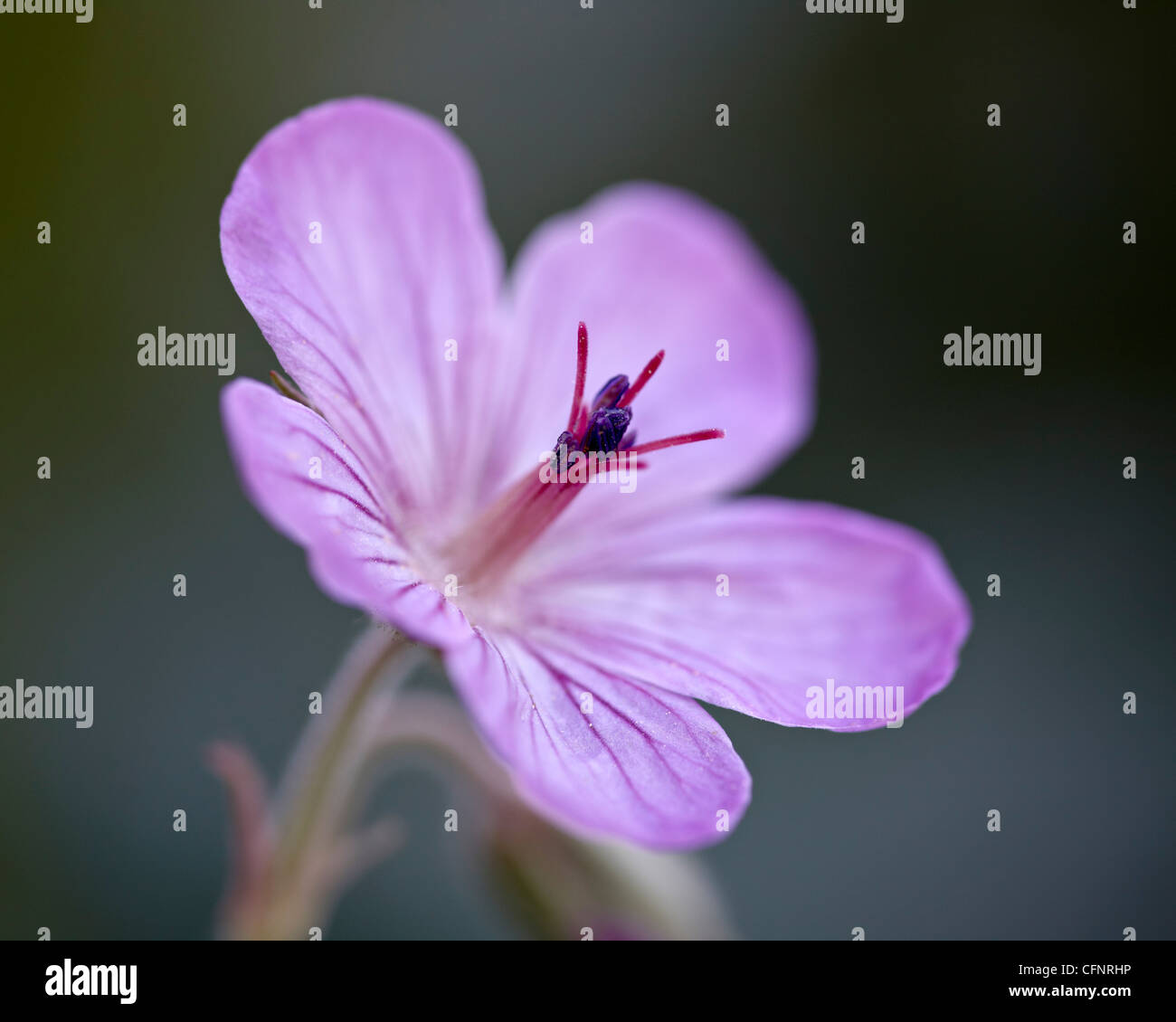 Sticky geranium (Geranium viscosissimum), Glacier National Park ...
